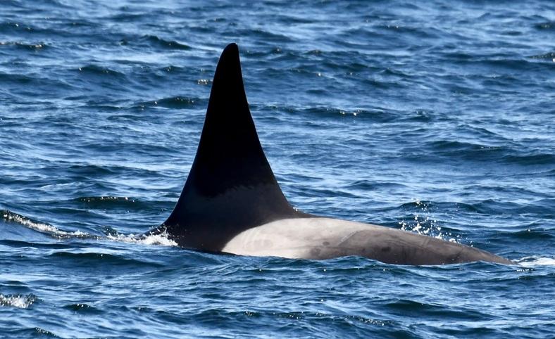 April 30, 2026 WS Report: Group of 20 Bigg's orcas, including T19s ...