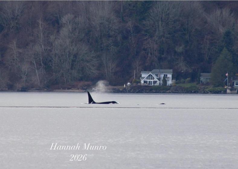 January 19, 2026 WS Report: J Pod & K Pod visit Puget Sound with an ...