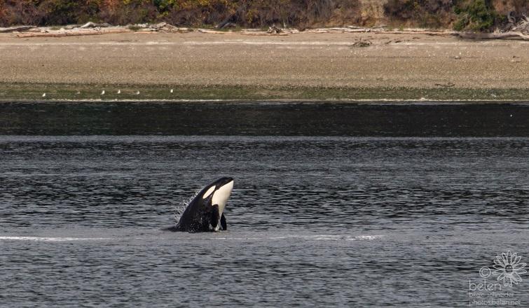 September 9, 2023 WS Report: T65As swim under the Purdy Bridge - then ...
