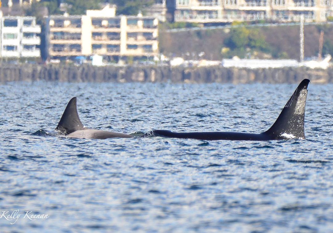 Feb 11, 2021 WS Report: NPS gray whale #53; Bigg's T60E & D in Haro ...