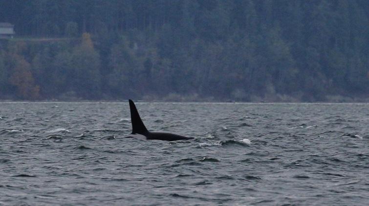 November 15, 2023 WS Report: J Pod spent the night in Quartermaster ...