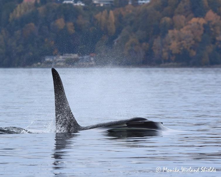 November 15, 2023 WS Report: J Pod spent the night in Quartermaster ...