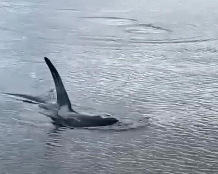 September 9, 2023 WS Report: T65As swim under the Purdy Bridge - then ...