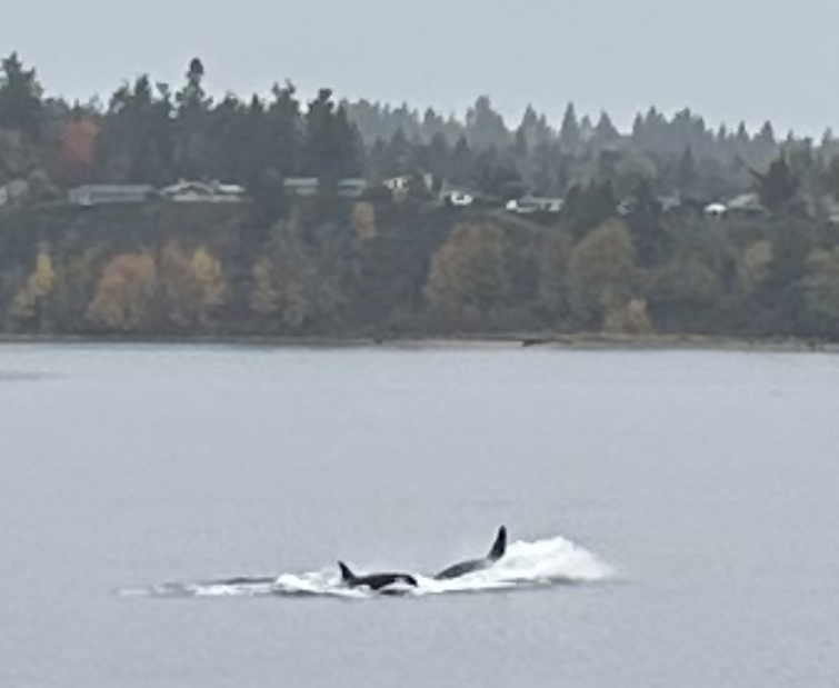 November 15, 2023 WS Report: J Pod spent the night in Quartermaster ...