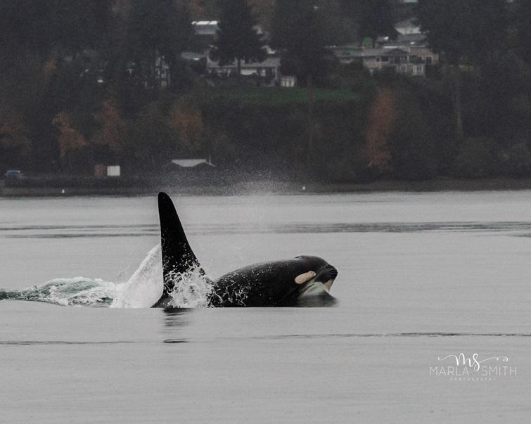 November 15, 2023 WS Report: J Pod spent the night in Quartermaster ...