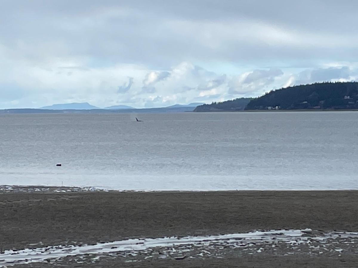 March 17, 2023 WS Report: Js in Haro Strait!; T46s, T87, T124A2s ...