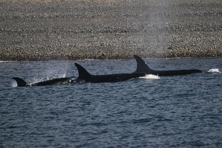 September 21, 2023 WS Report: J Pod visits Puget Sound & Saratoga ...