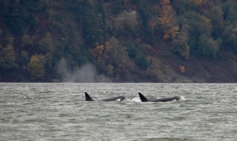 November 15, 2023 WS Report: J Pod spent the night in Quartermaster ...