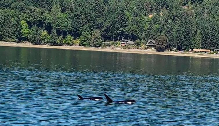 September 9, 2023 WS Report: T65As swim under the Purdy Bridge - then ...