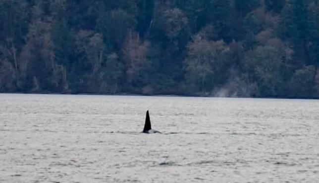 February 7, 2023 WS Report: While sightings quiet down, T49A1 & T124A2s ...