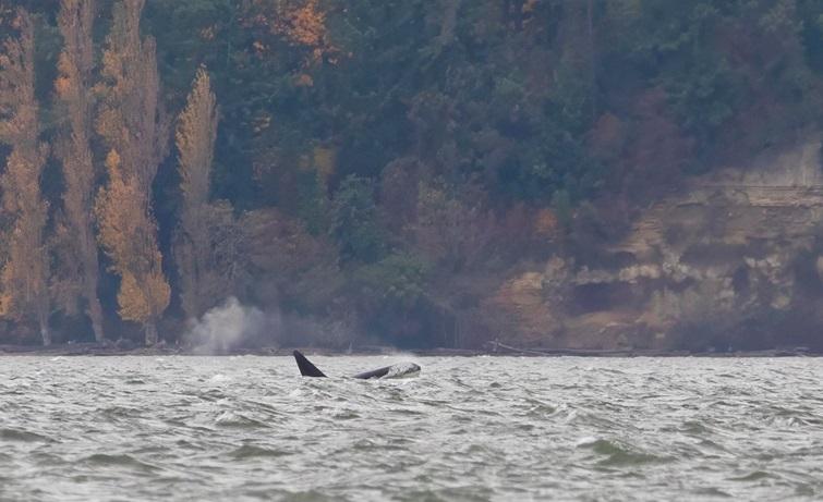 November 15, 2023 WS Report: J Pod spent the night in Quartermaster ...