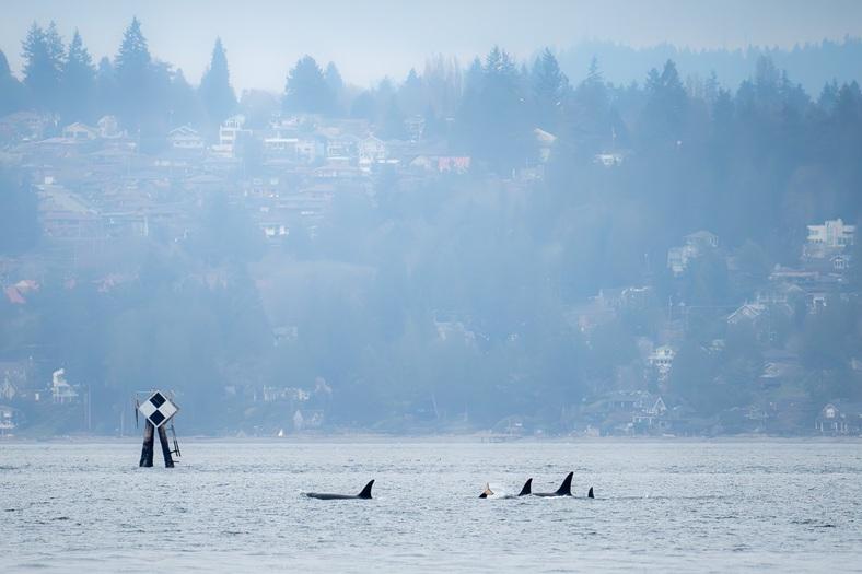 January 19, 2026 WS Report: J Pod & K Pod visit Puget Sound with an ...