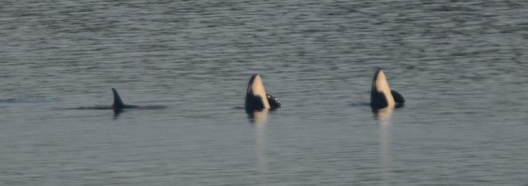 January 18, 2023 WS Report: J, K, & L Pod make a surprising visit to ...