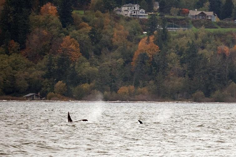 November 15, 2023 WS Report: J Pod spent the night in Quartermaster ...