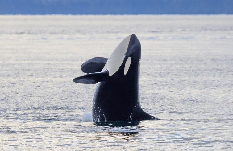 October 22, 2023 WS Report: Js, Ks, and some Ls exit Puget Sound, head ...