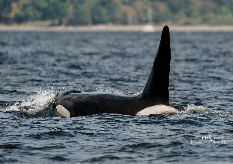 September 28, 2023 WS Report: K pod briefly visits SJI!; T37A3, T37A4 ...