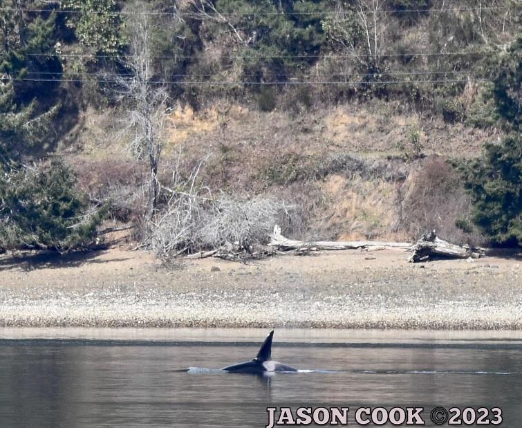 March 31, 2023 WS Report: J pod's travels throughout the Salish Sea ...