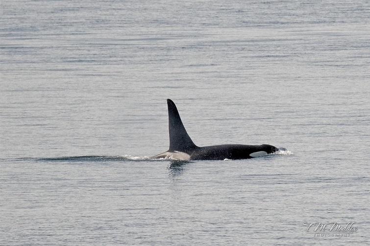 September 21, 2023 WS Report: J Pod visits Puget Sound & Saratoga ...