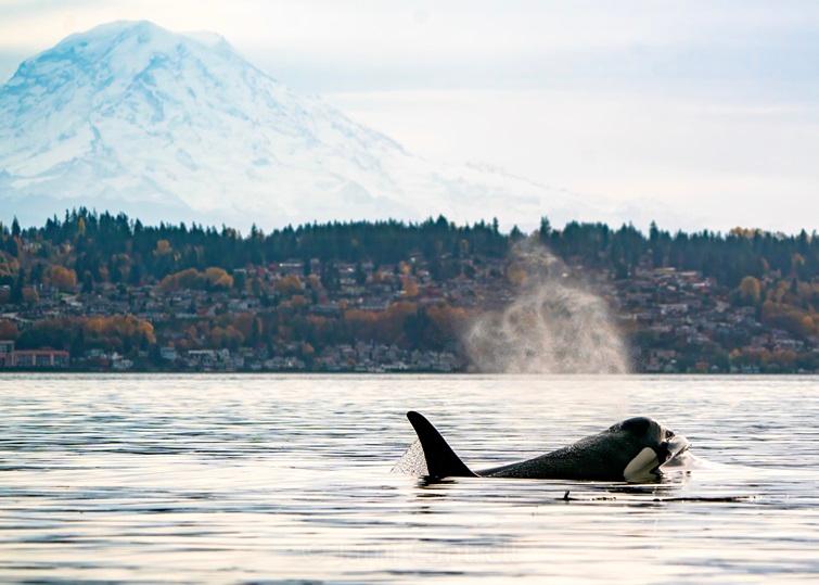 November 15, 2023 WS Report: J Pod spent the night in Quartermaster ...