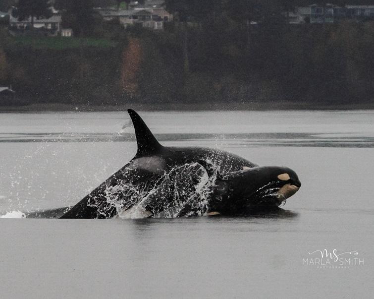 November 15, 2023 WS Report: J Pod spent the night in Quartermaster ...