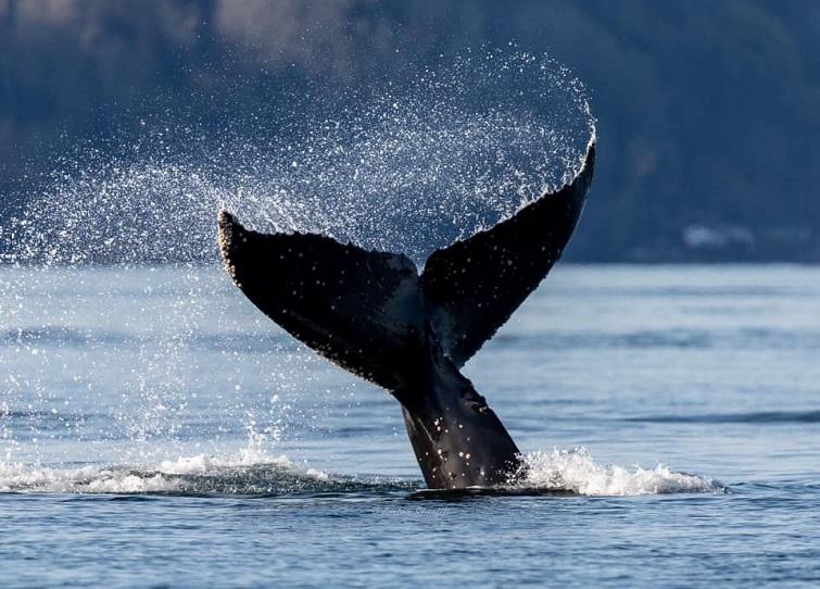 April 20, 2023 WS Report: J Pod in Haro Strait; T71Bs & T124Ds spend ...