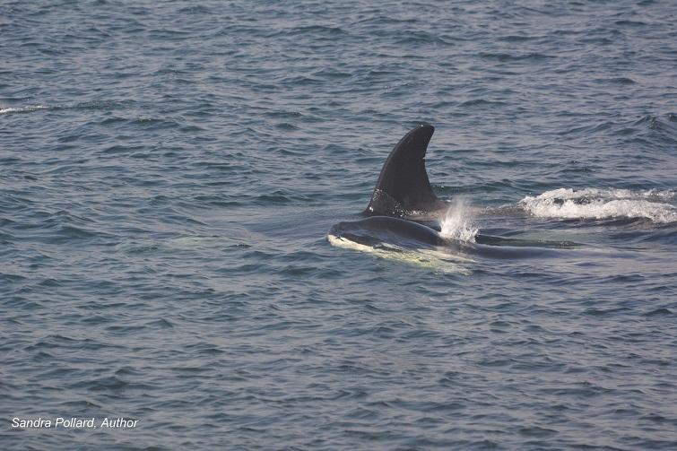 September 21, 2023 WS Report: J Pod visits Puget Sound & Saratoga ...