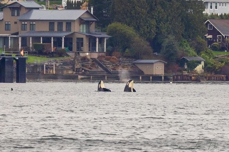 February 26, 2024 WS Report: J Pod visits Puget Sound for a day!; T36 ...