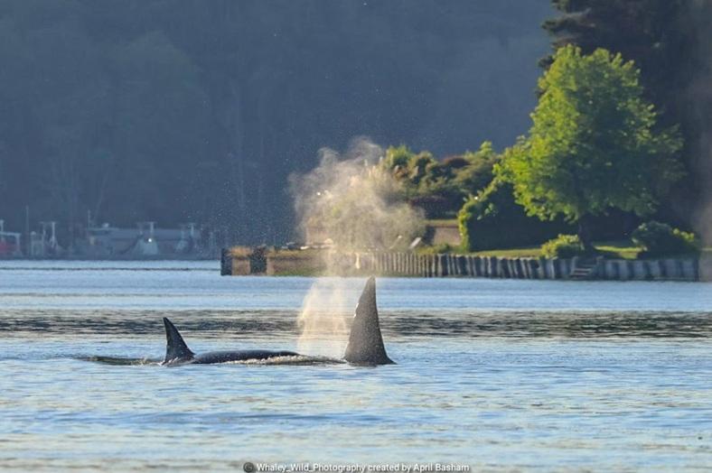 June 4, 2026 WS Report: T64Bs & T65As in & out of Hood Canal; T137s ...