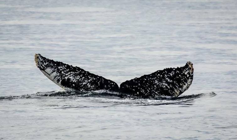 October 22, 2024 WS Report: J Pod returns to inland Puget Sound!; T65As ...