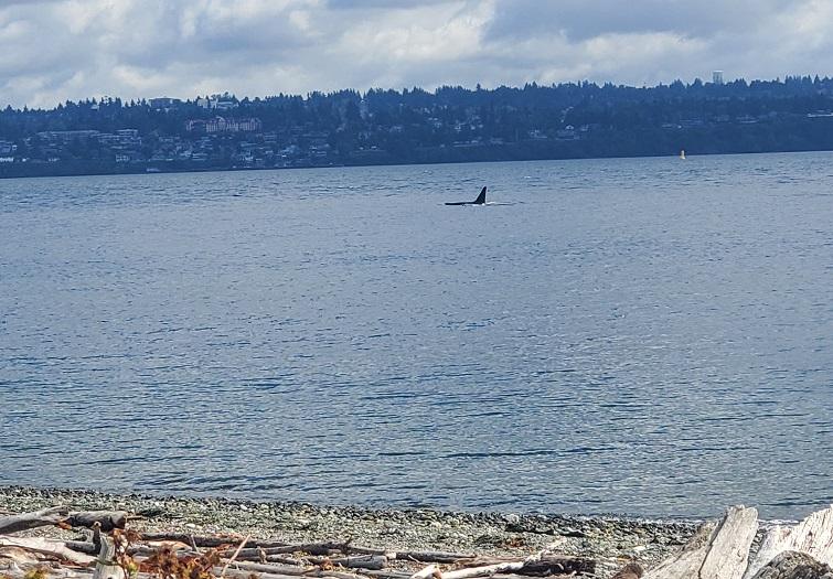 September 28, 2023 WS Report: K pod briefly visits SJI!; T37A3, T37A4 ...