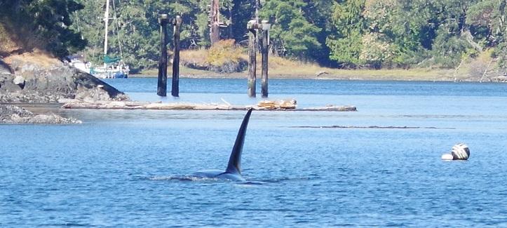 September 29, 2022 WS Report: J pod returns to SJI; T137s exciting ...