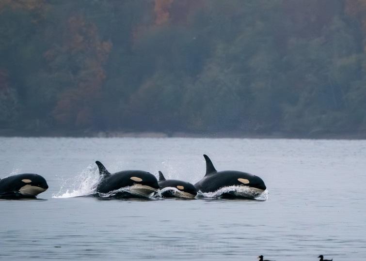 November 15, 2023 WS Report: J Pod spent the night in Quartermaster ...