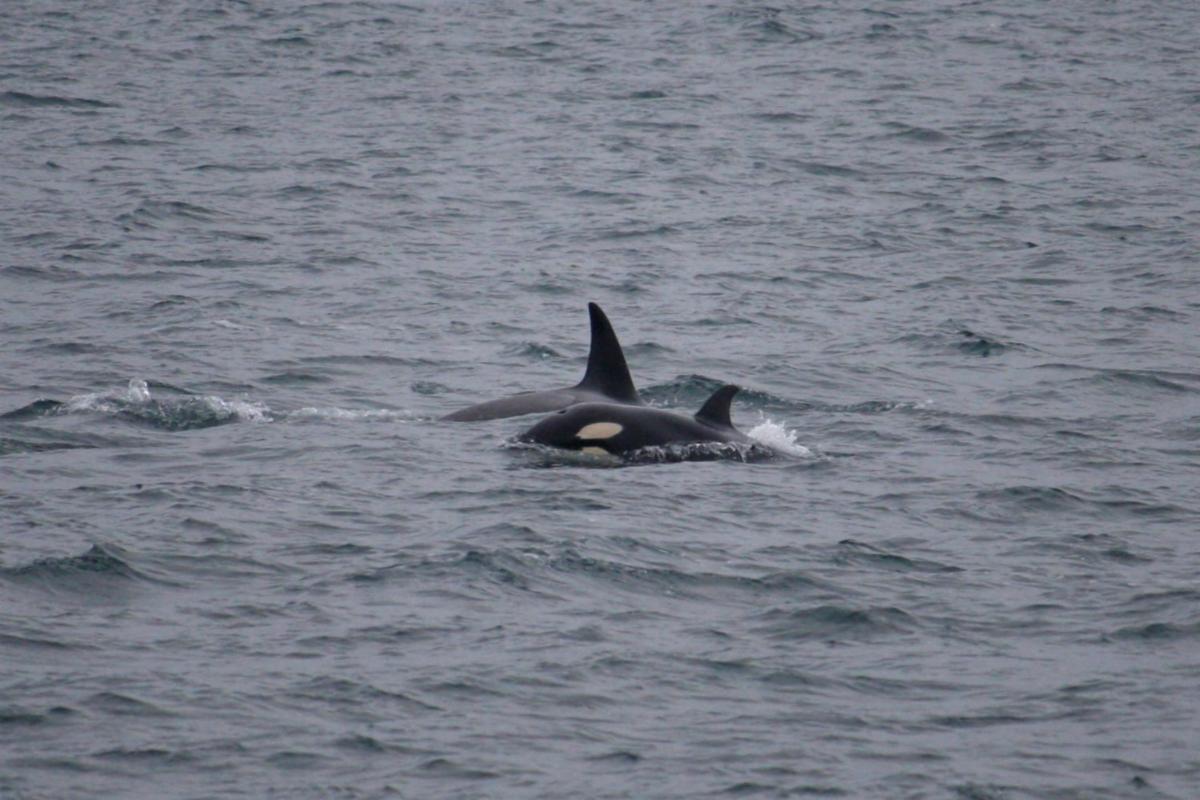 Jan 3, 2021 WS Report: Rare Bigg's KW visitors to the Salish Sea, and ...