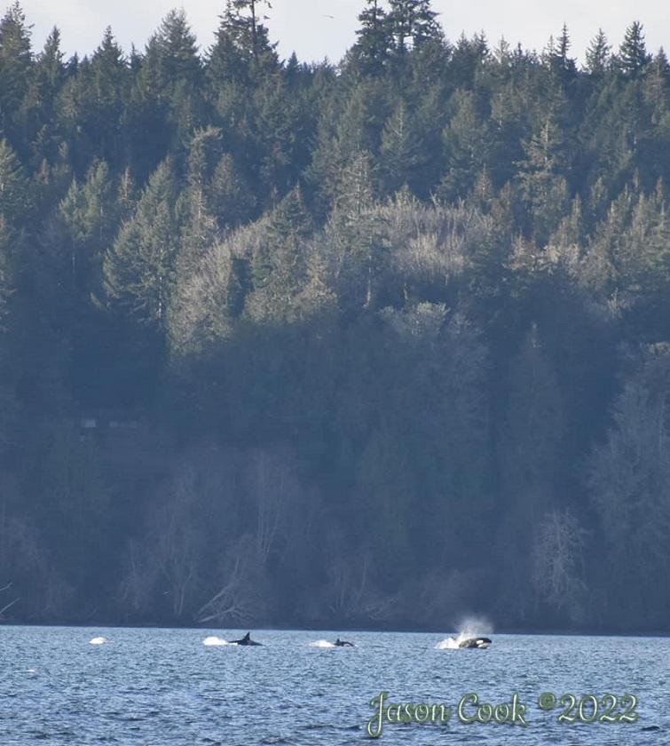 December 31, 2022 WS Report: Goodbye 2022! J Pod in Strait of Georgia ...