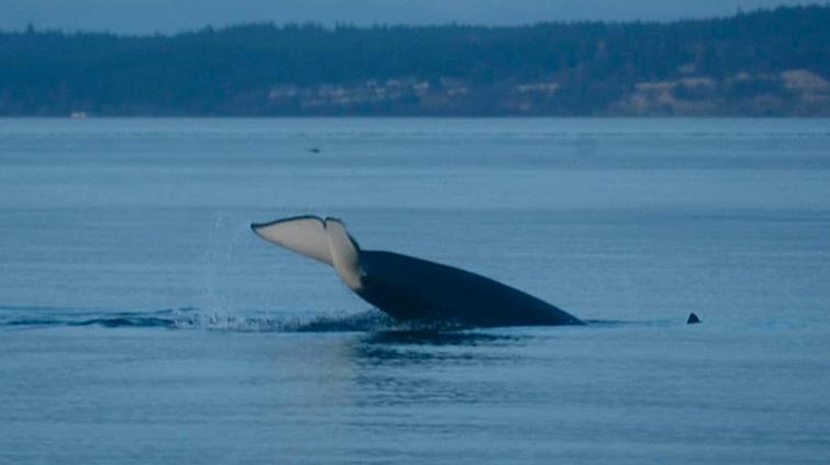 November 15, 2023 WS Report: J Pod spent the night in Quartermaster ...