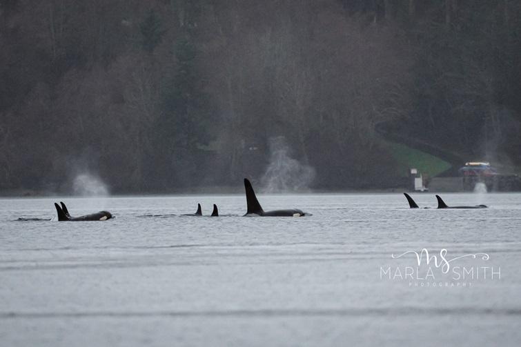 February 26, 2024 WS Report: J Pod visits Puget Sound for a day!; T36 ...