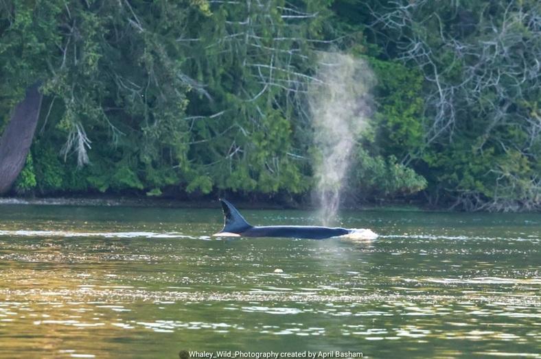 June 4, 2026 WS Report: T64Bs & T65As in & out of Hood Canal; T137s ...
