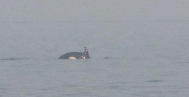 October 25, 2022 WS Report: Js briefly visit Puget Sound; T18s visit PS ...