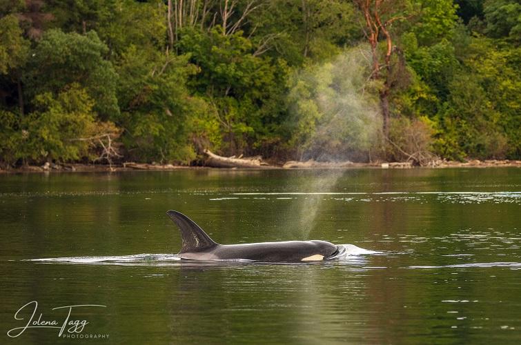 September 9, 2023 WS Report: T65As swim under the Purdy Bridge - then ...