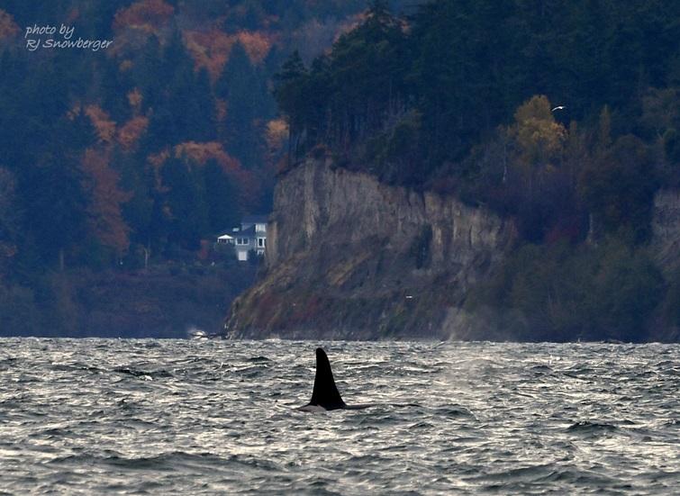 November 15, 2023 WS Report: J Pod spent the night in Quartermaster ...