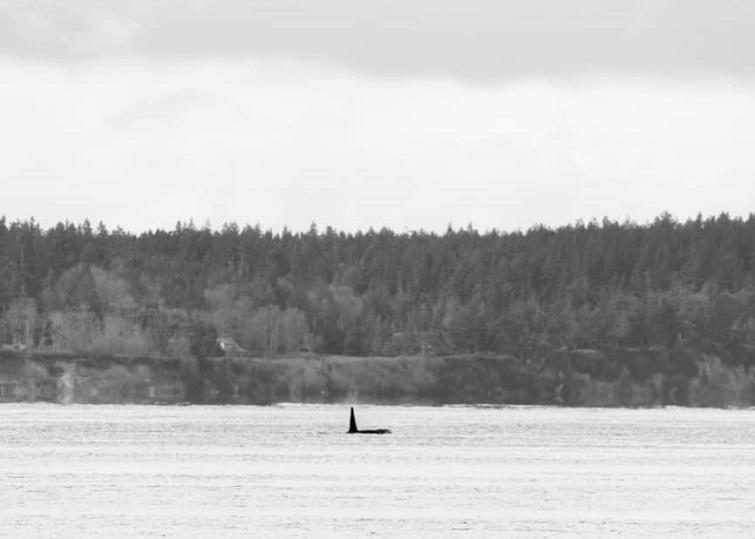 April 6, 2023 WS Report: J Pod briefly visits Puget Sound!; T99s spend ...