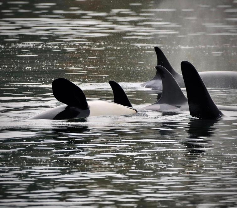 November 15, 2023 WS Report: J Pod spent the night in Quartermaster ...