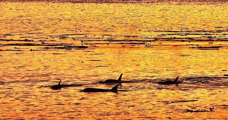 September 21, 2023 WS Report: J Pod visits Puget Sound & Saratoga ...