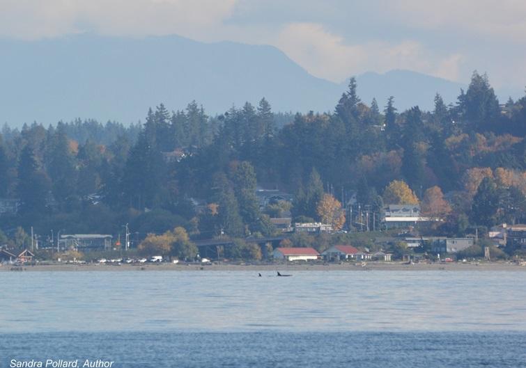 October 30, 2023 WS Report: J pod returns to Puget Sound, crossing ...