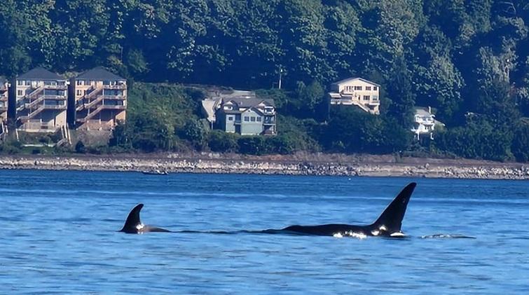 September 21, 2023 WS Report: J Pod visits Puget Sound & Saratoga ...