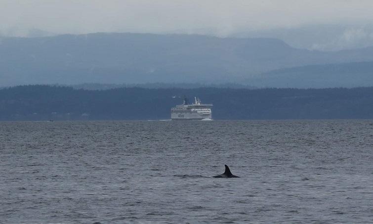 April 20, 2023 WS Report: J Pod in Haro Strait; T71Bs & T124Ds spend ...