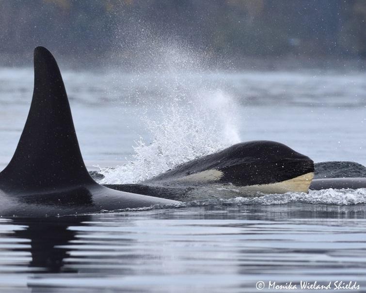 November 15, 2023 WS Report: J Pod spent the night in Quartermaster ...