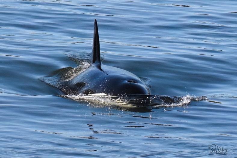 June 4, 2026 WS Report: T64Bs & T65As in & out of Hood Canal; T137s ...