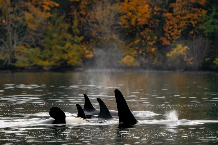 November 15, 2023 WS Report: J Pod spent the night in Quartermaster ...