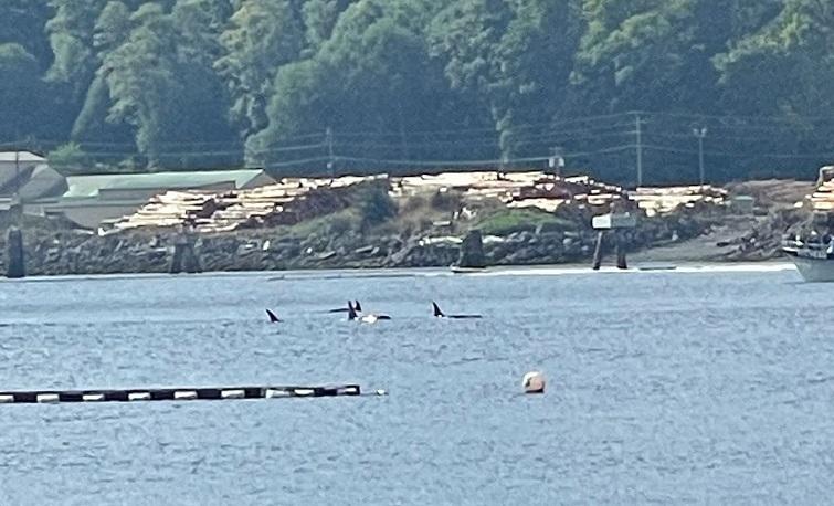 September 9, 2023 WS Report: T65As swim under the Purdy Bridge - then ...